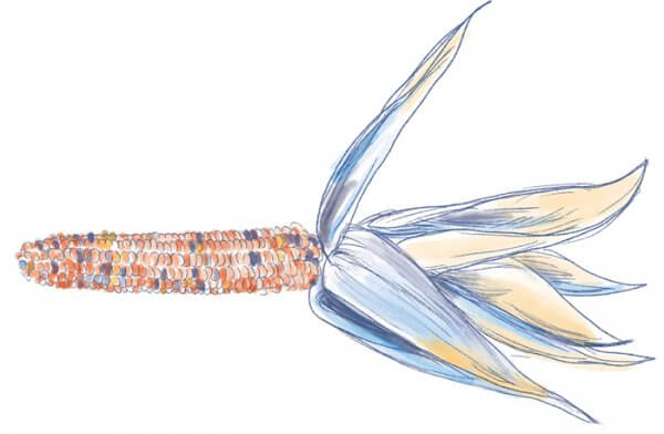 The Seed Stewards of New Mexico | Southwest Contemporary