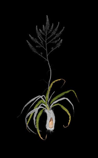 Jimmy Fike: Edible Plants | Southwest Contemporary