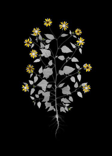 Jimmy Fike: Edible Plants | Southwest Contemporary