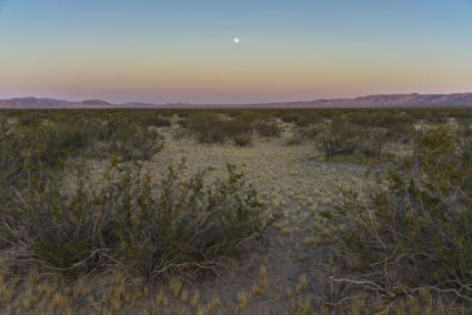 Kim Stringfellow Reckons with Human Impact on the Desert in The Mojave ...