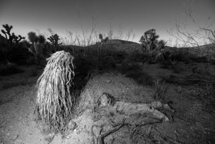 The Yucca People of the Southwest | Southwest Contemporary