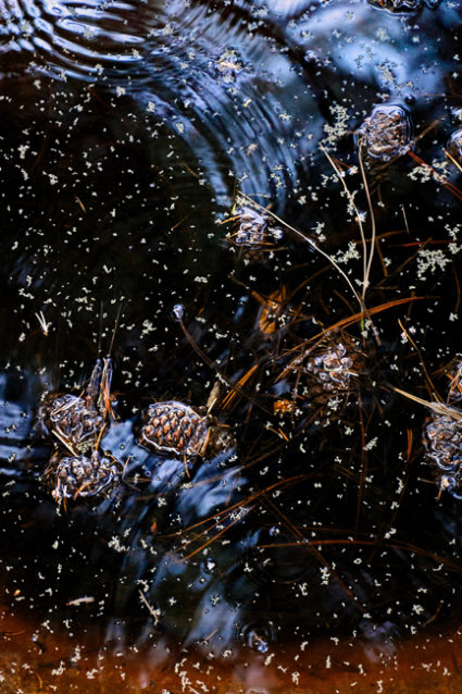 Keeping Still Within: Janet Russek & David Scheinbaum | Southwest ...