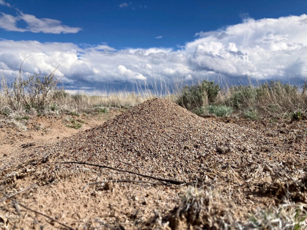 Three Ways of Walking The Lightning Field | Southwest Contemporary